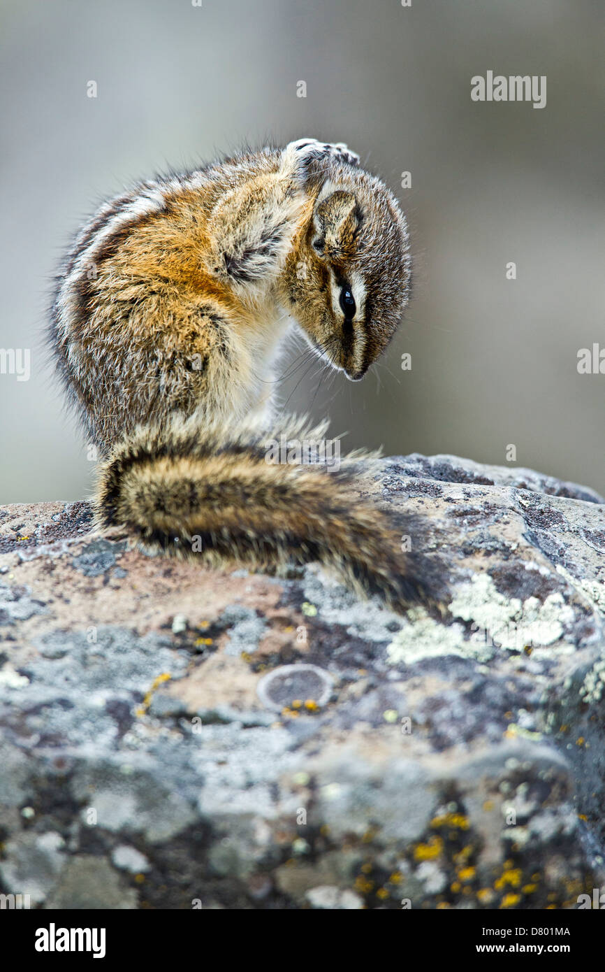 Profile side of a chipmunk hi-res stock photography and images - Alamy