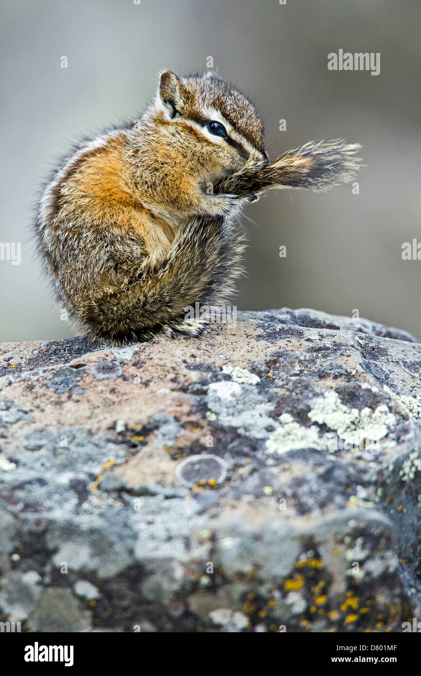 Profile side of a chipmunk hi-res stock photography and images - Alamy