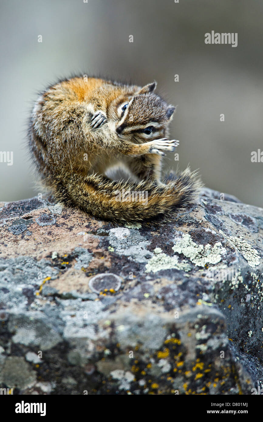 Chipmunk grooming hi-res stock photography and images - Alamy