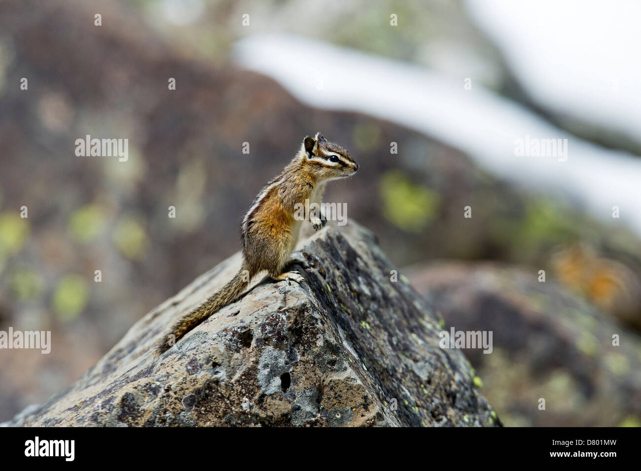 Side profile of chipmunk hi-res stock photography and images - Alamy