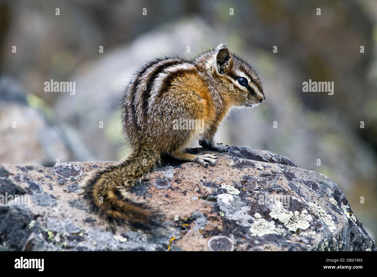 Chipmuck hi-res stock photography and images - Alamy