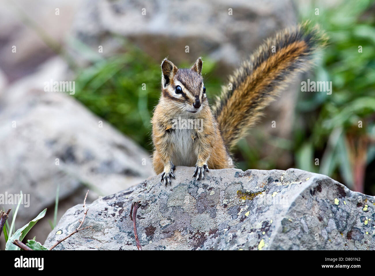 Chipmunk chipmunks adult hi-res stock photography and images - Alamy