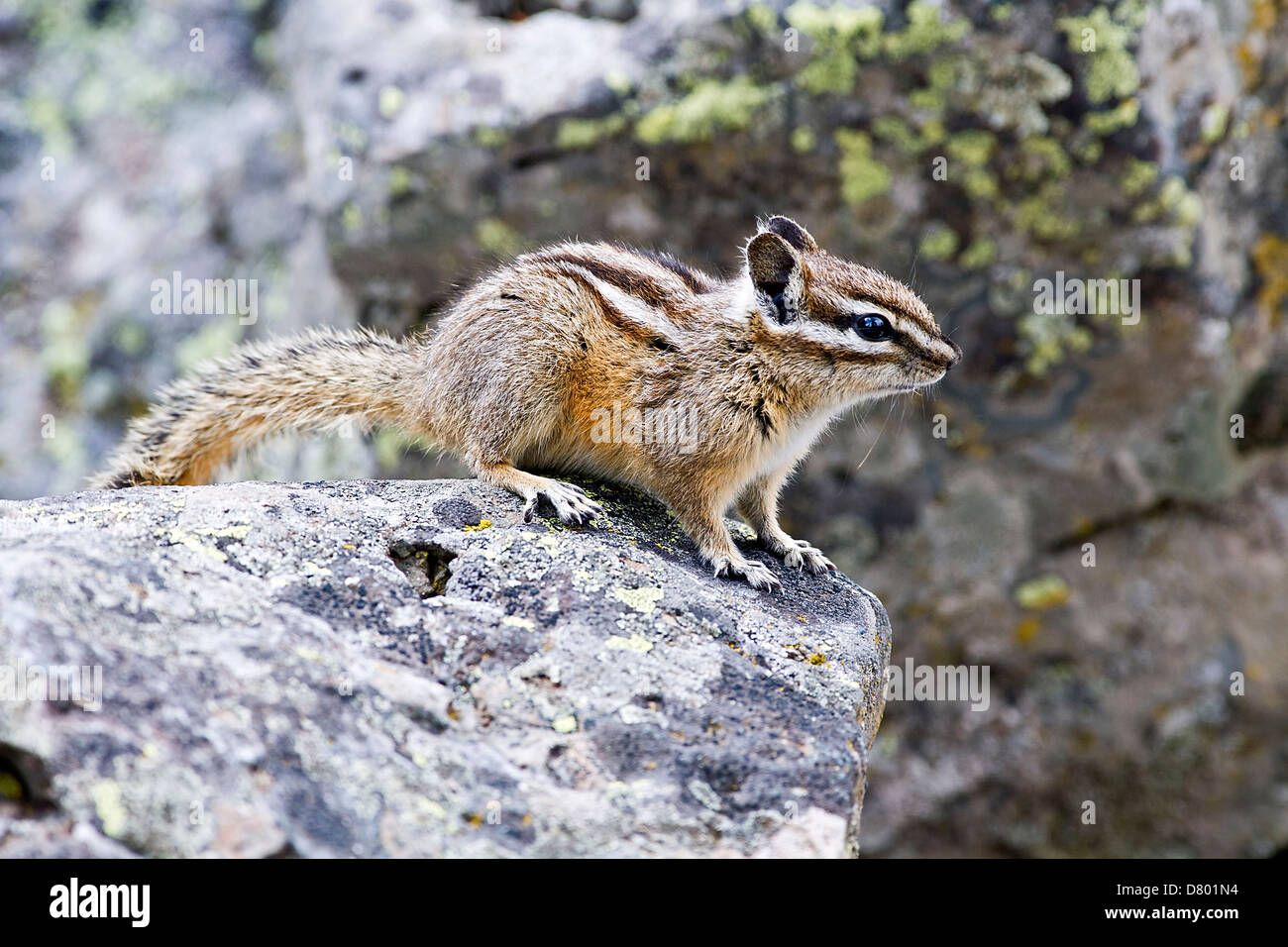 Chipmuck hi-res stock photography and images - Alamy