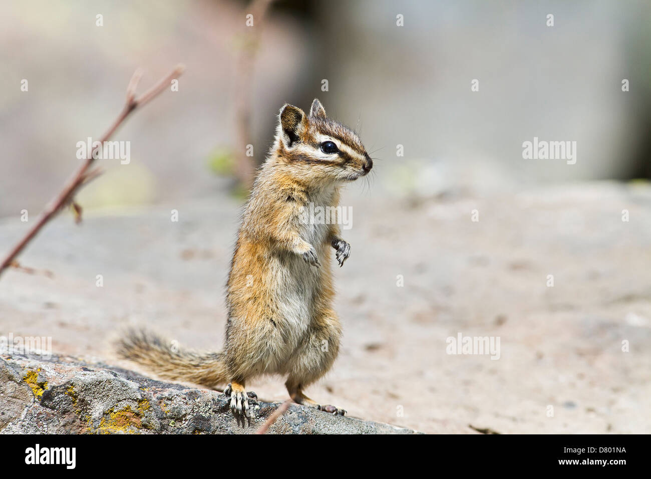 Begging chipmunk hi-res stock photography and images - Alamy