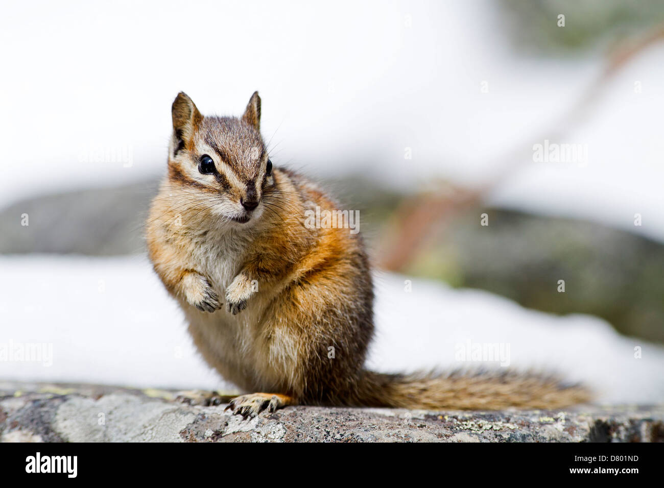 Begging chipmunk hi-res stock photography and images - Alamy