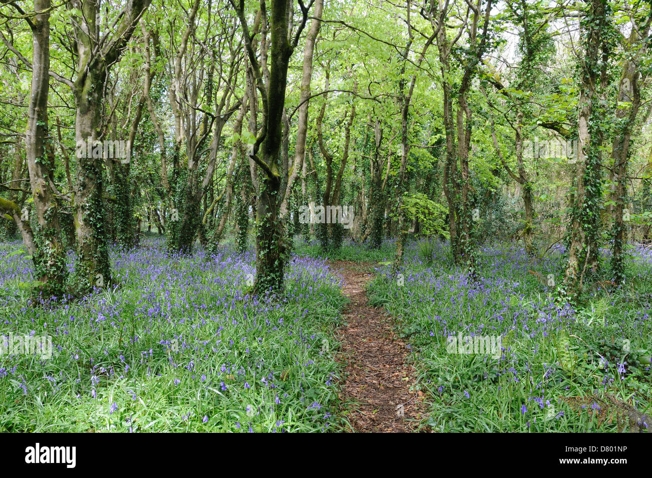 Path through bluebell woods at Tehidy Country Park Cornwall England ...
