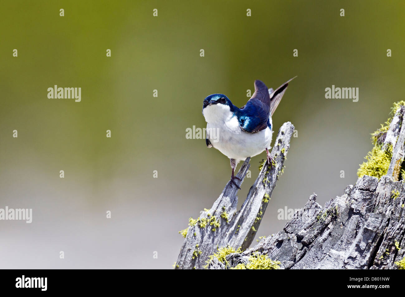 Usa song birds hi-res stock photography and images - Alamy