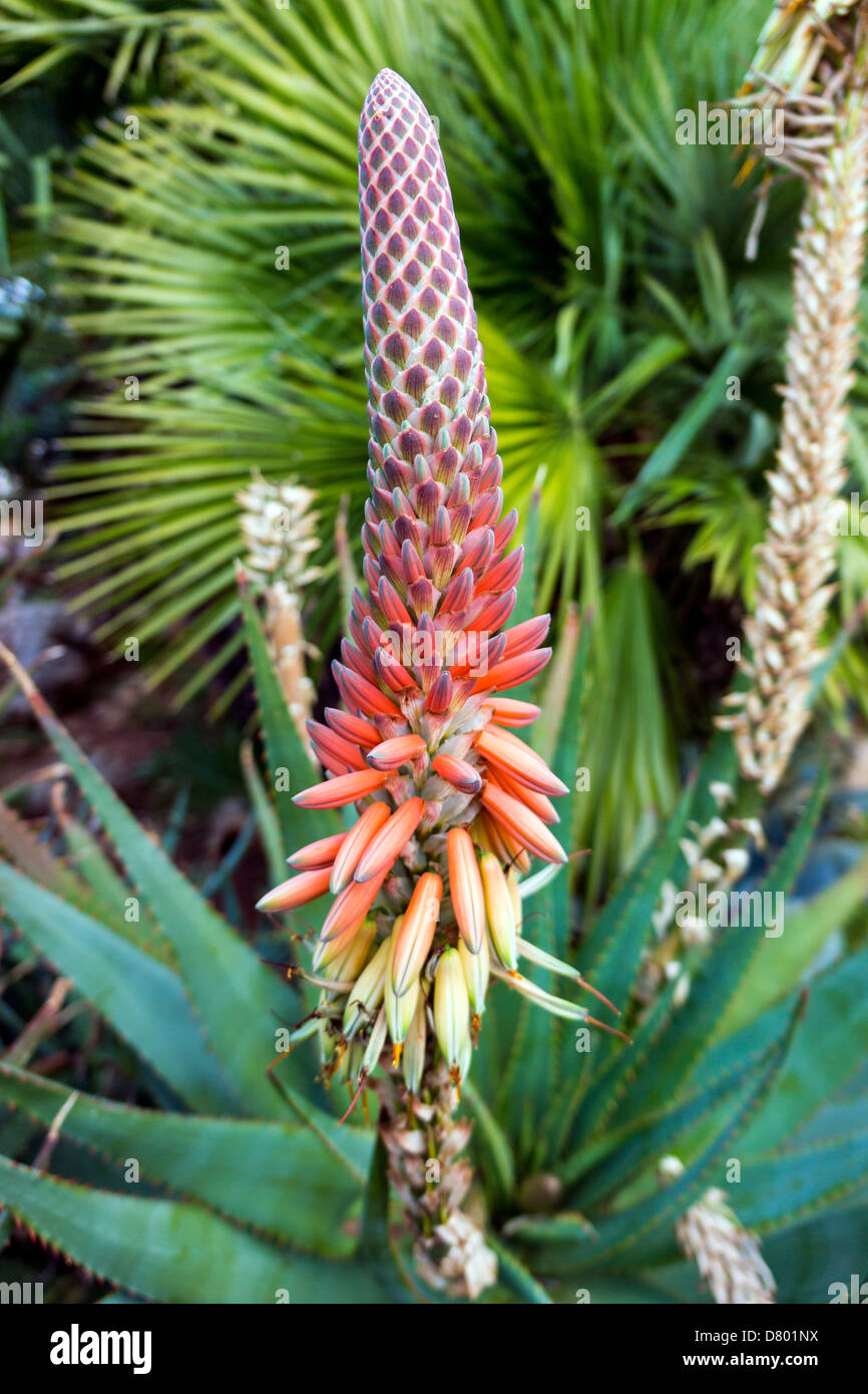 Agave plant hi-res stock photography and images - Alamy