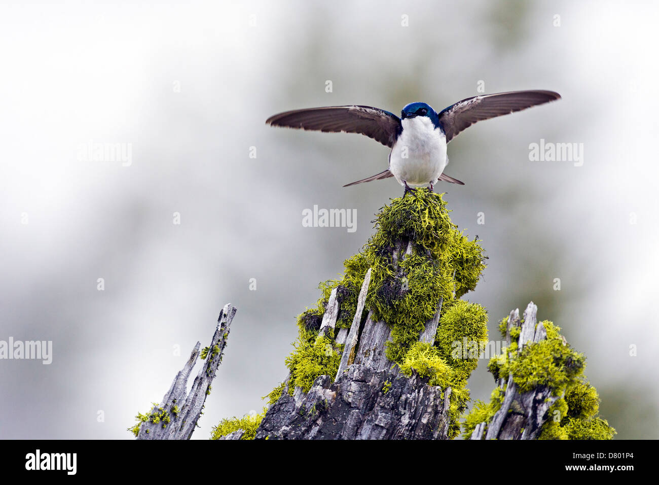 Swallow wingspan hi-res stock photography and images - Alamy