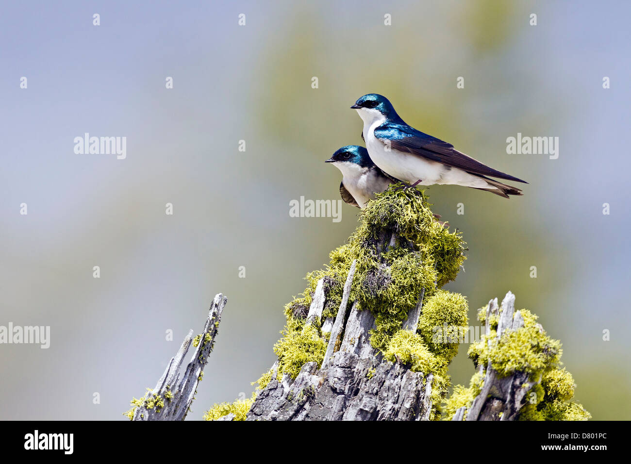 Two singing swallows hi-res stock photography and images - Alamy