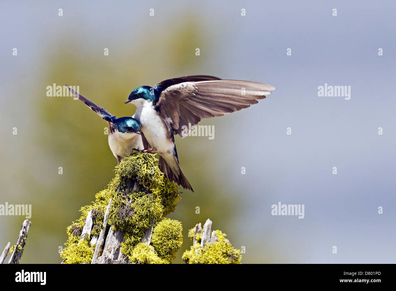 Two singing swallows hi-res stock photography and images - Alamy