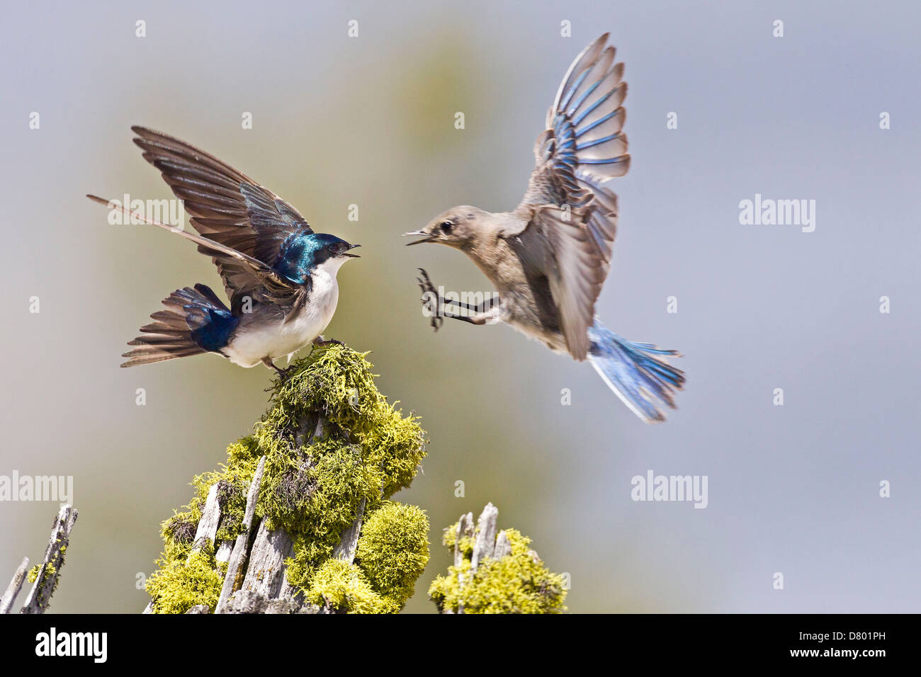 Two singing swallows hi-res stock photography and images - Alamy