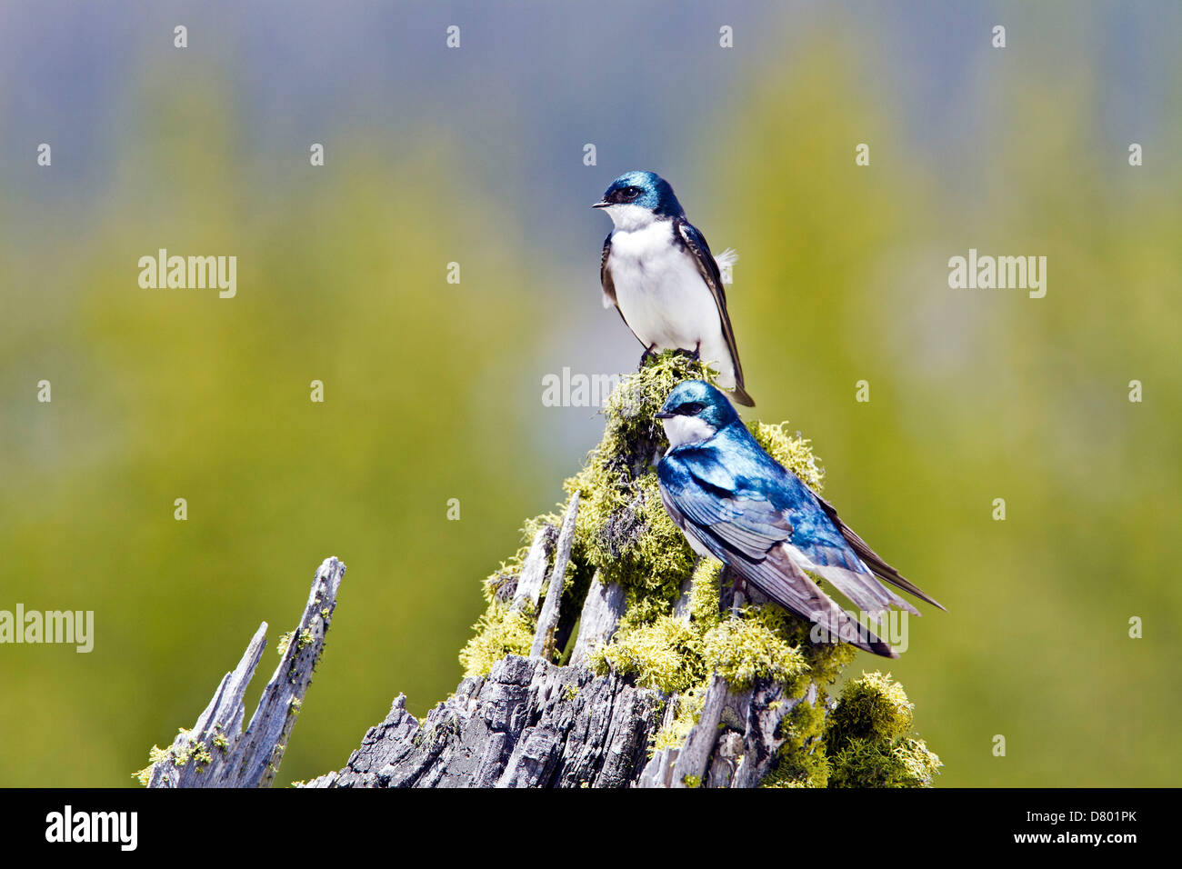 Two singing swallows hi-res stock photography and images - Alamy