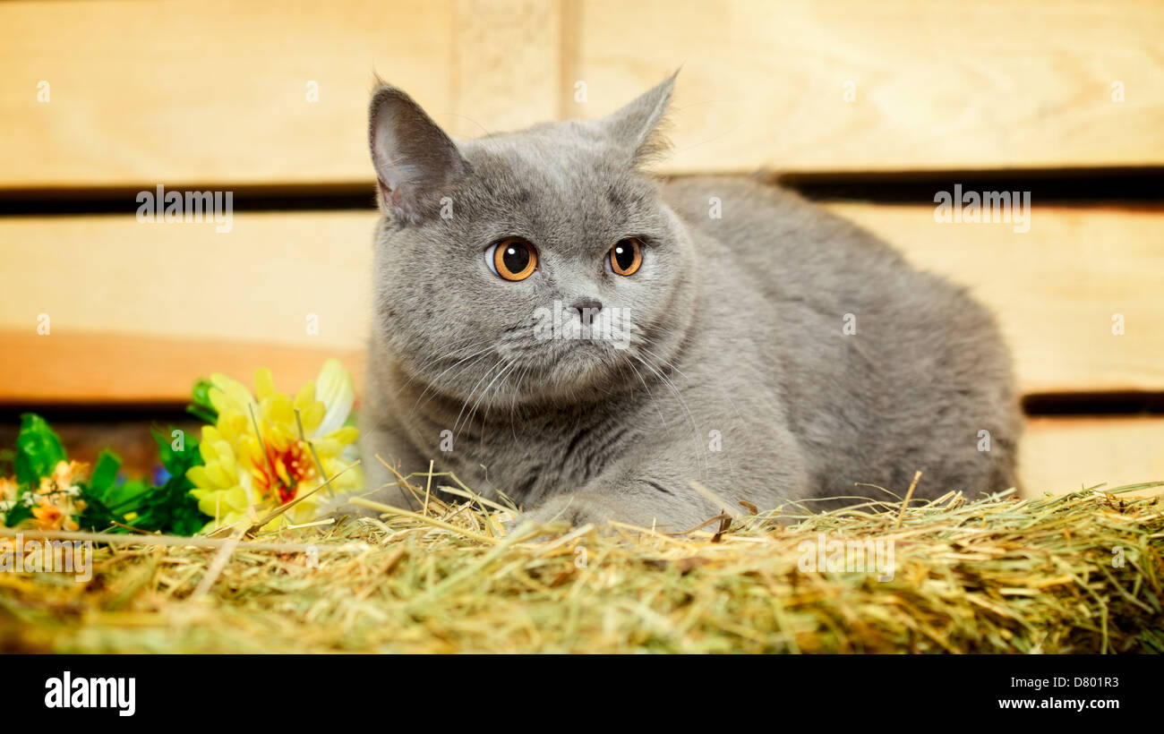 British shorthair cat blue kitten hi-res stock photography and images ...