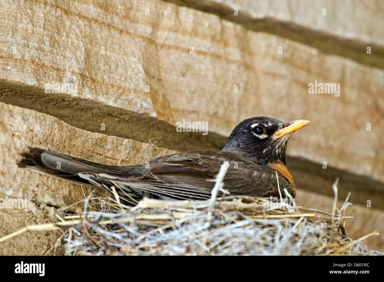 Black backed robin hi-res stock photography and images - Alamy