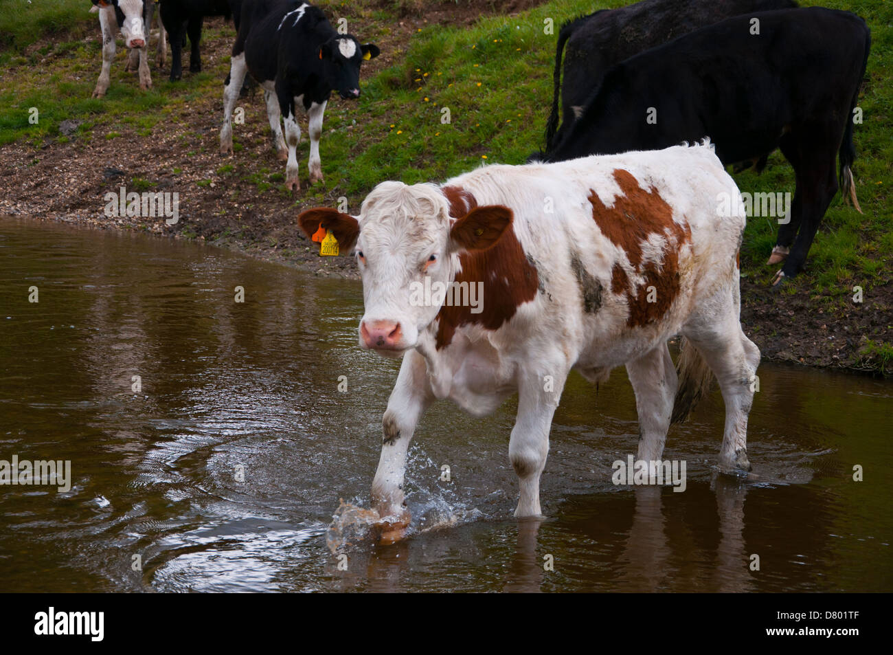 Cow crossing a stream Stock Photo - Alamy