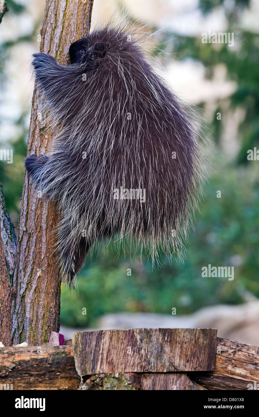new world porcupines Stock Photo - Alamy