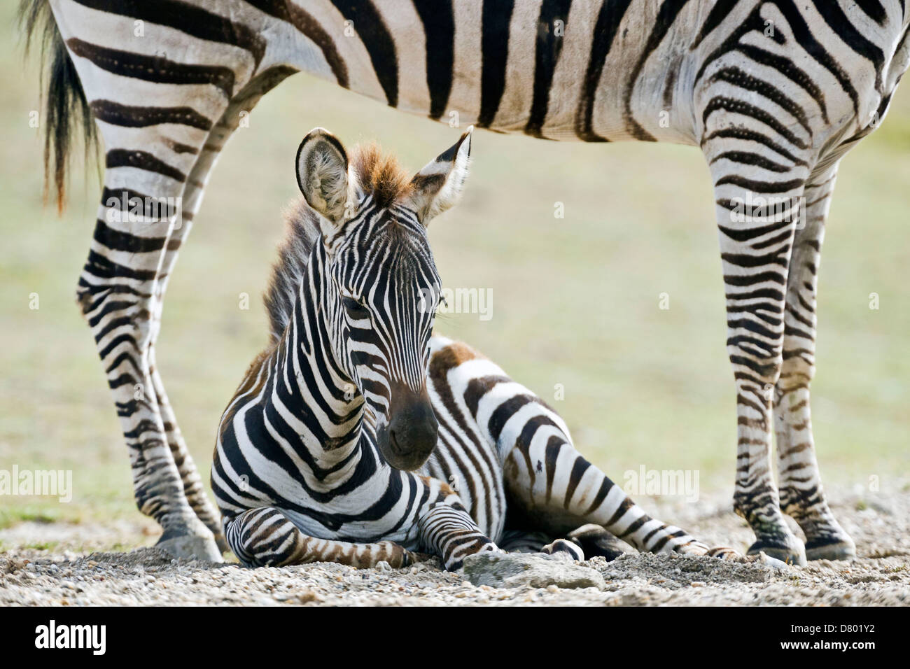 Adult zebra and foal zoo hi-res stock photography and images - Alamy