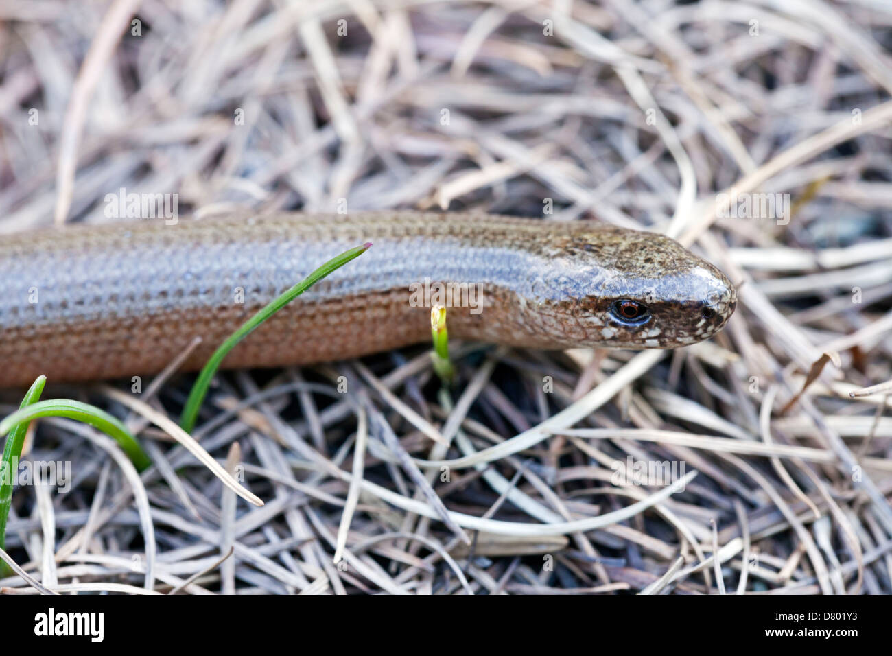 Blind snakes hi-res stock photography and images - Alamy