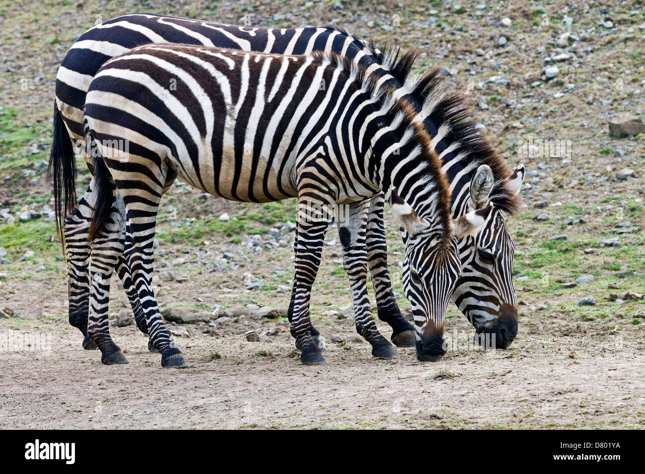 Common plains zebra grant hi-res stock photography and images - Alamy