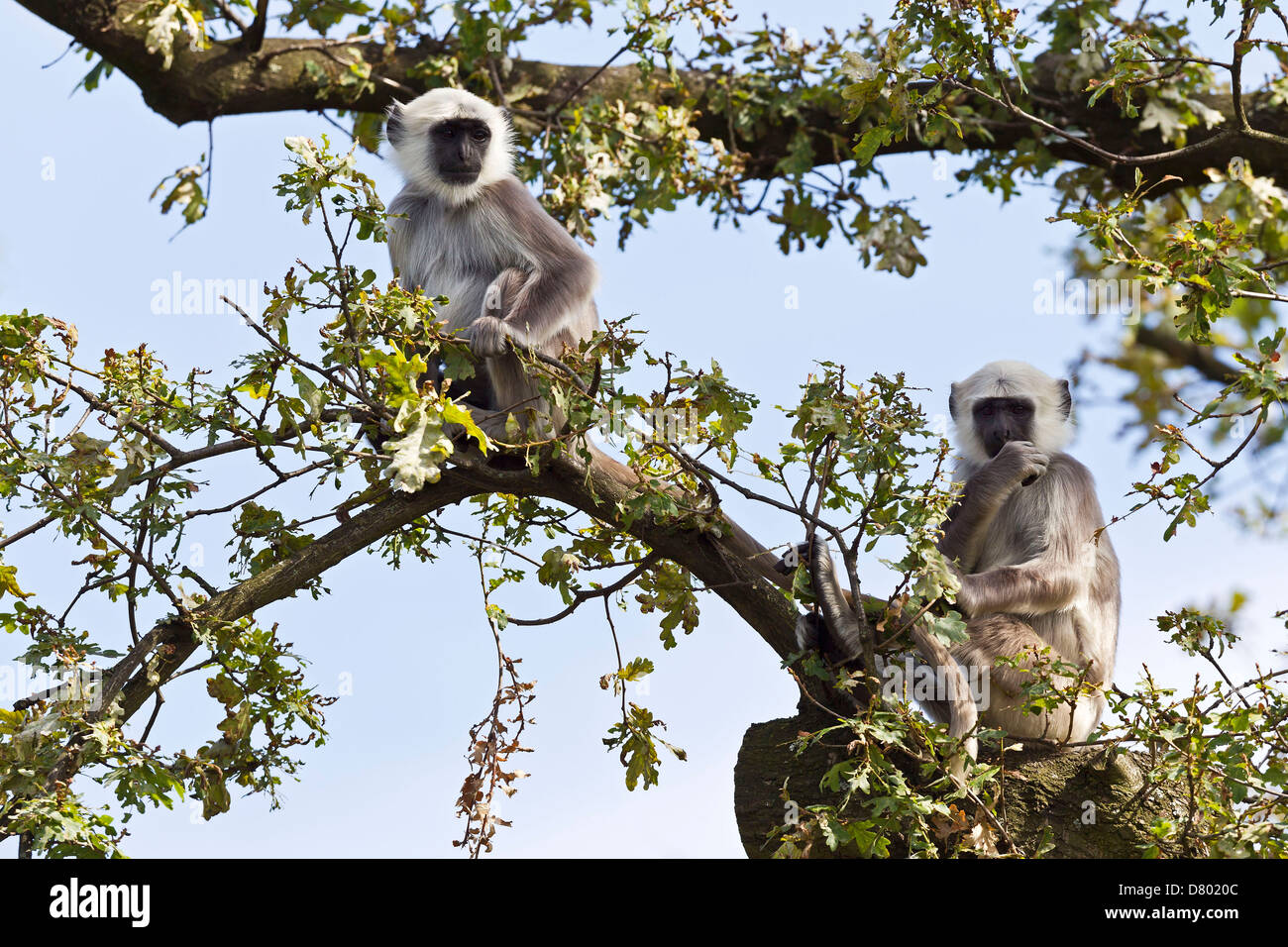 Grey langur captivity hi-res stock photography and images - Alamy