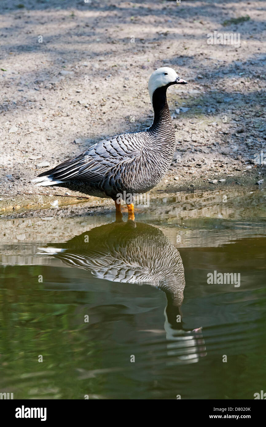 Emperor geese water hi-res stock photography and images - Alamy