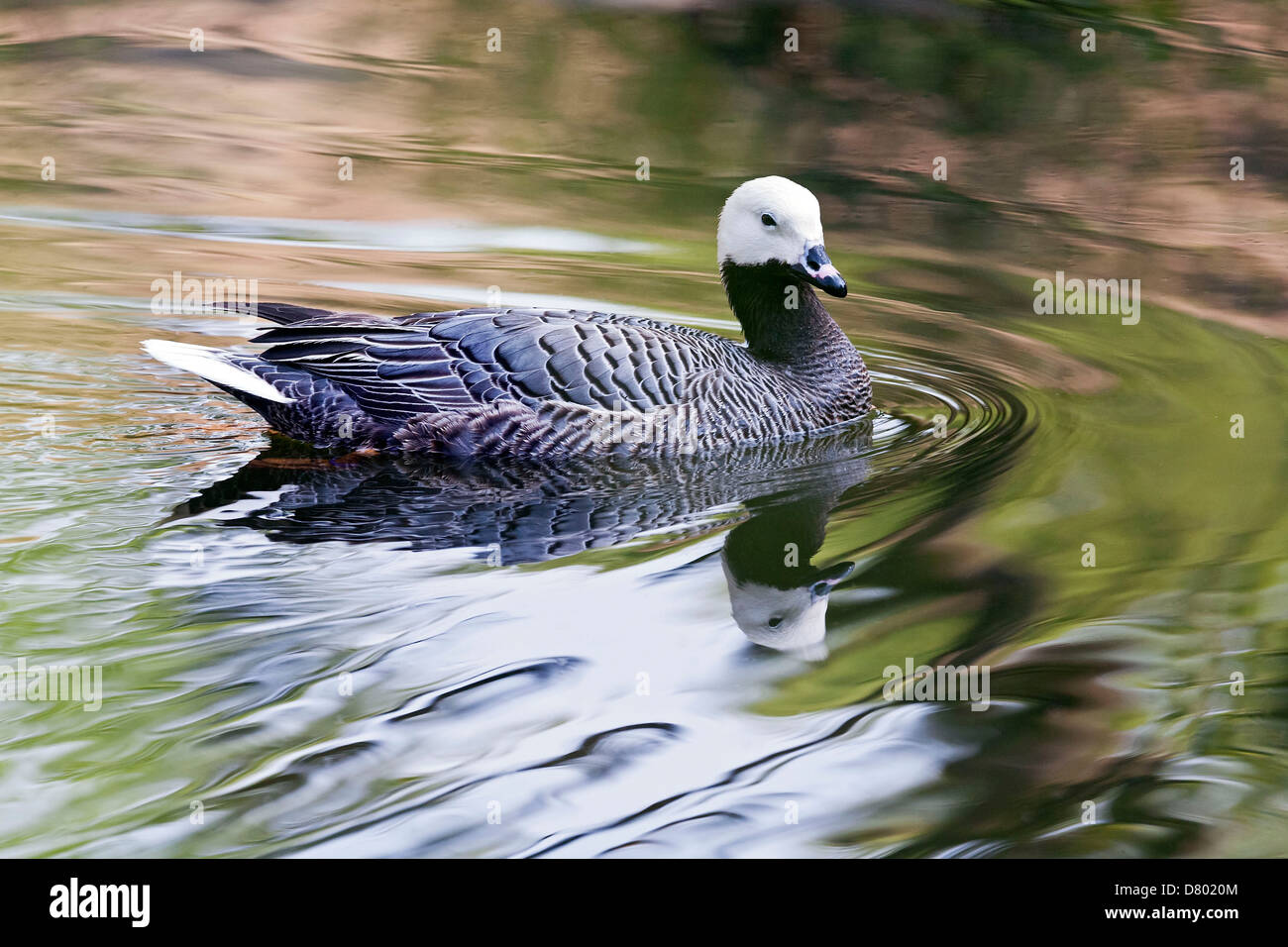 Emperor geese water hi-res stock photography and images - Alamy