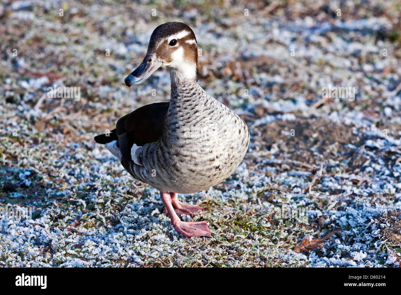Ringed teals callonetta leucophrys hi-res stock photography and images ...