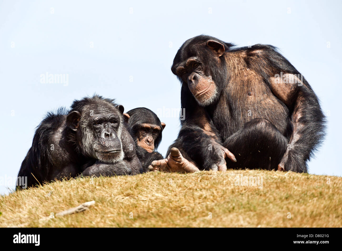 Three young chimpanzees at hi-res stock photography and images - Alamy
