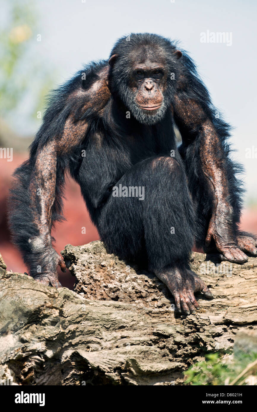 Solo chimpanzee hi-res stock photography and images - Alamy