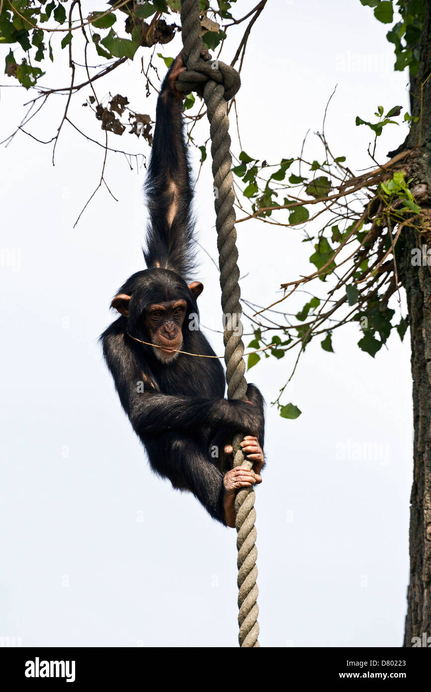 Chimpanzee zoo ropes hi-res stock photography and images - Alamy