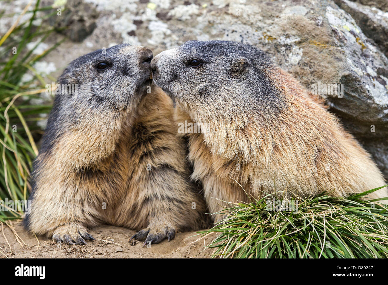 Marmots love hi-res stock photography and images - Alamy