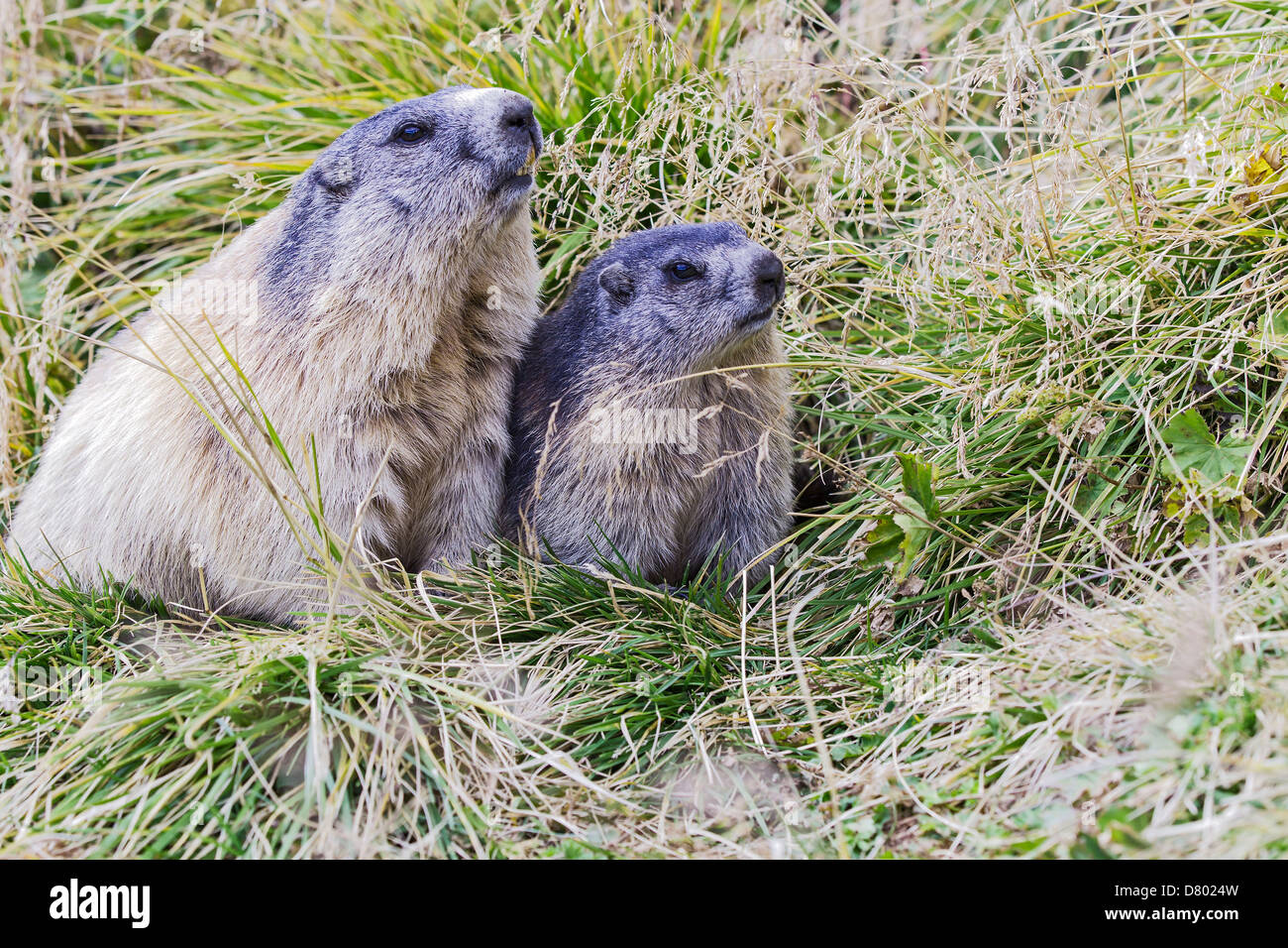 Two alpine marmots hi-res stock photography and images - Alamy