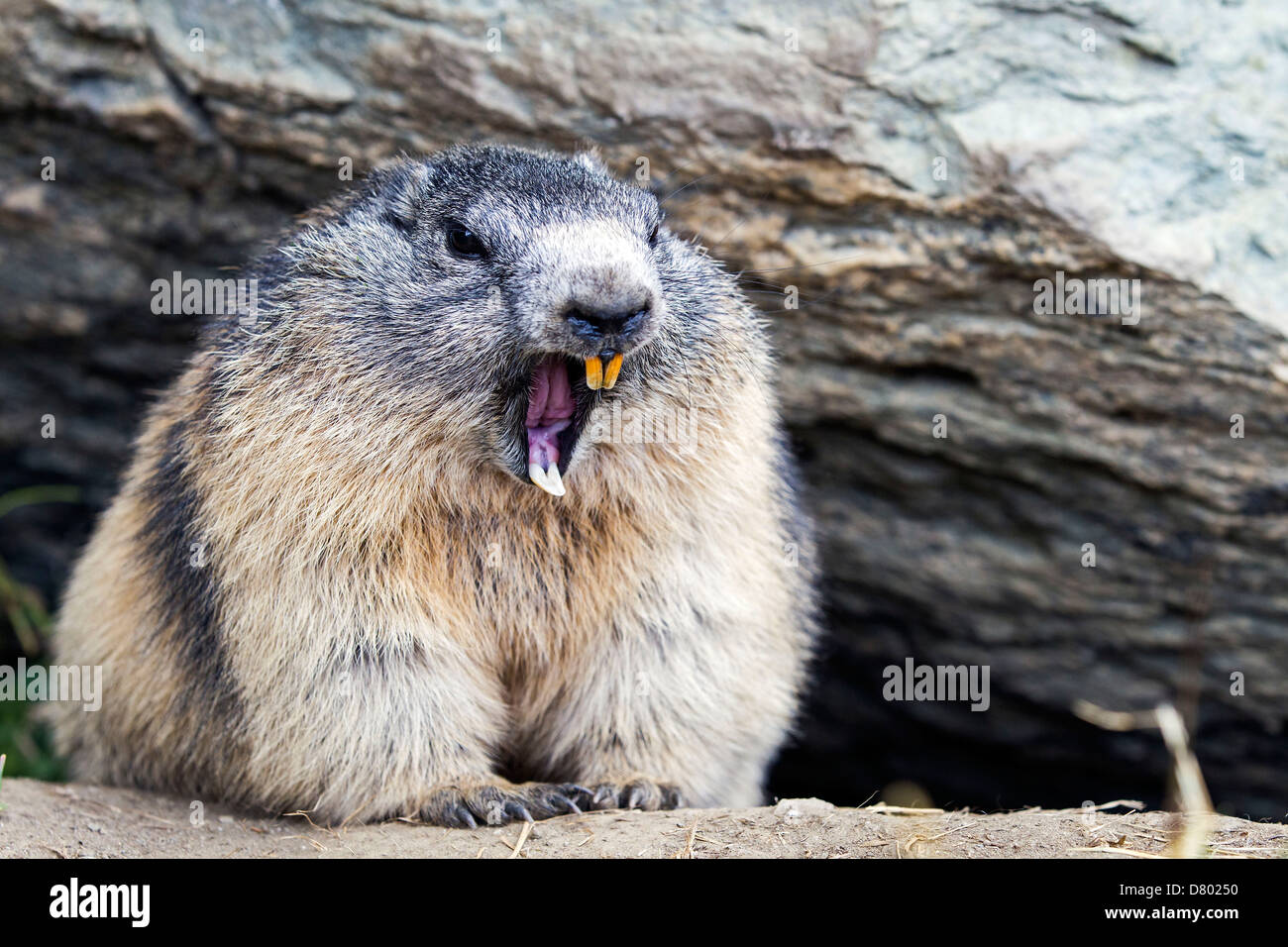 Tired Marmot High Resolution Stock Photography and Images - Alamy