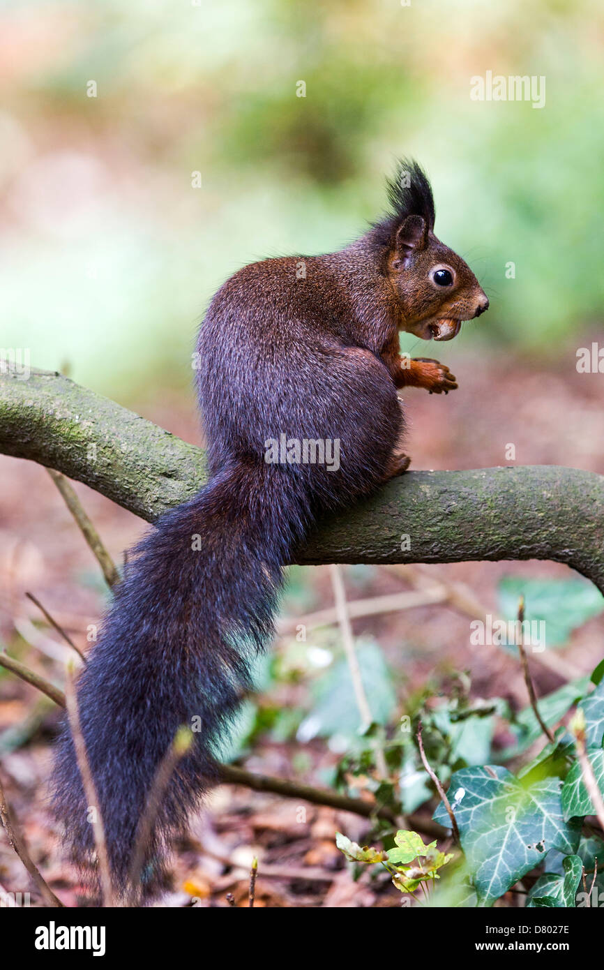 Eurasian red squirrel Stock Photo - Alamy