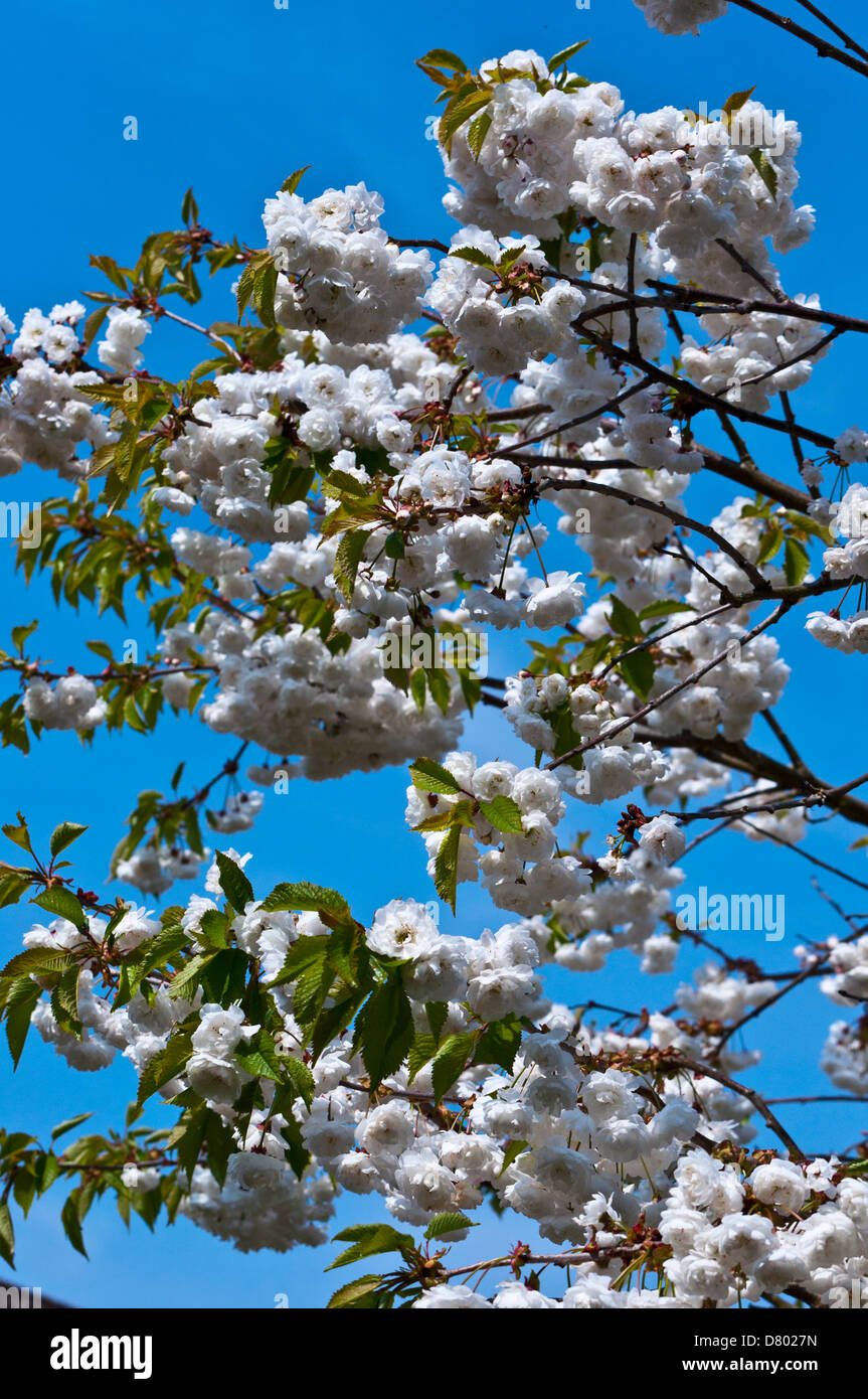 White cherry Blossom Stock Photo - Alamy