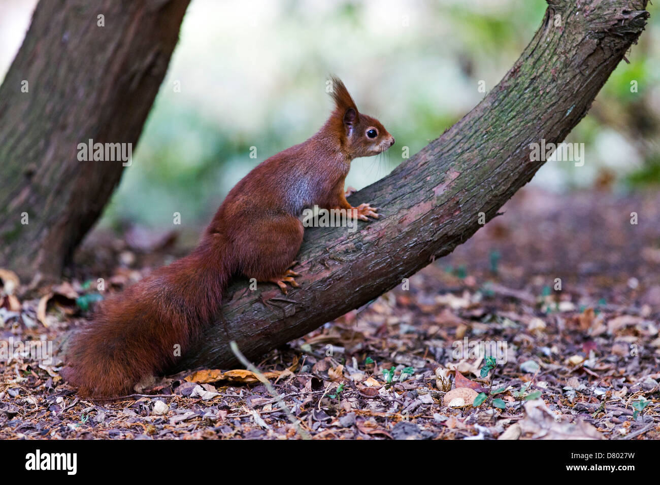 Eurasian red squirrel Stock Photo - Alamy
