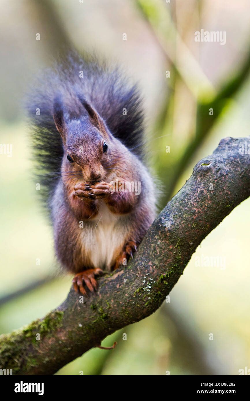 Eurasian red squirrel Stock Photo - Alamy