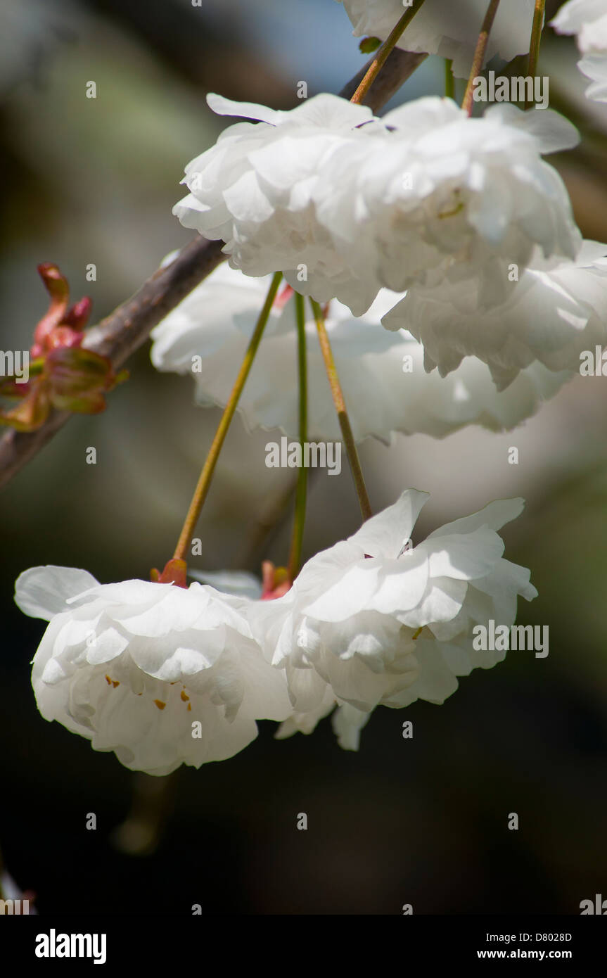 White cherry Blossom Stock Photo - Alamy