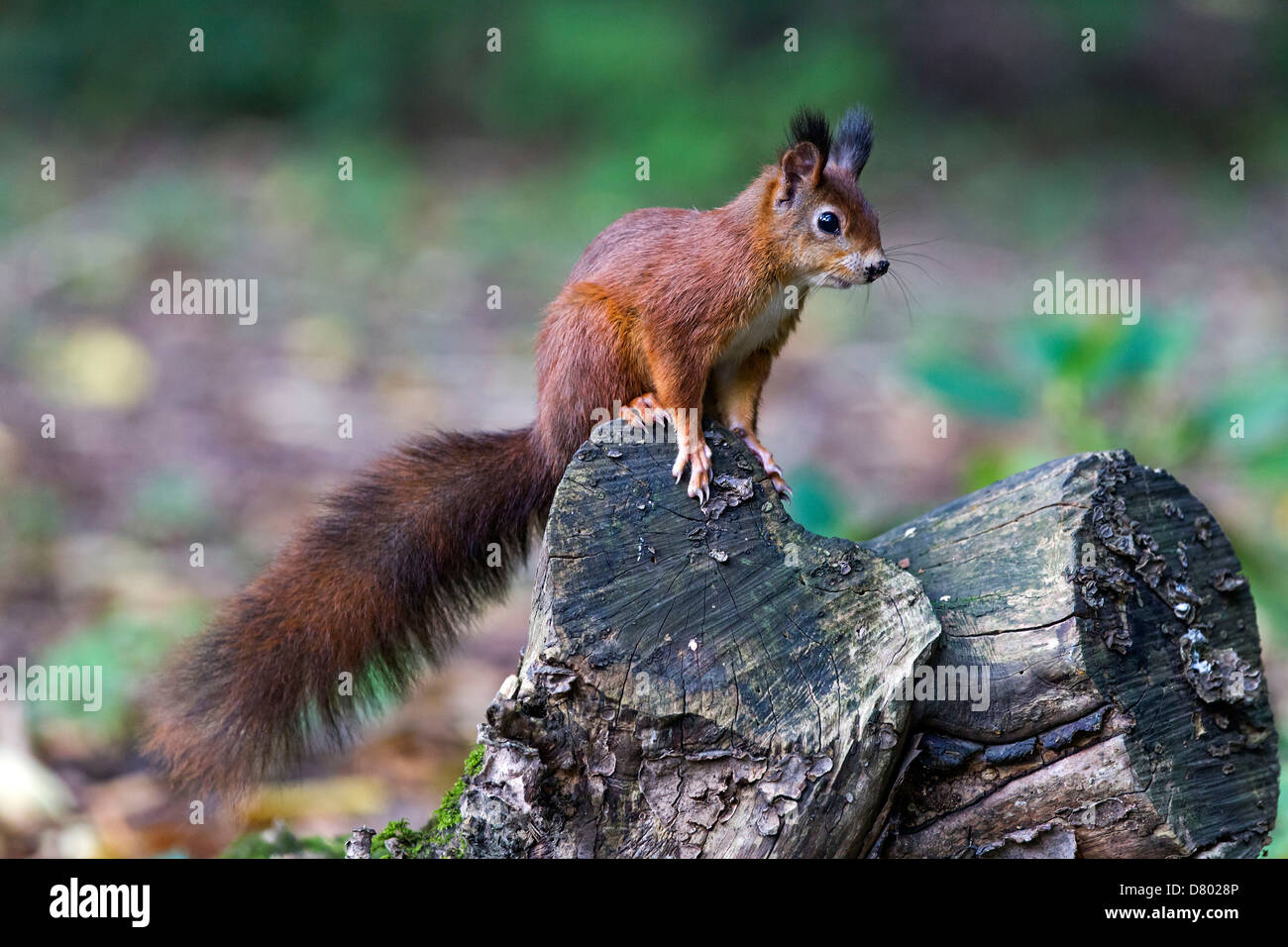 Eurasian red squirrel Stock Photo - Alamy
