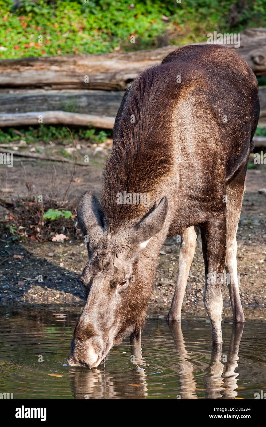 Elk drinking water lake hi-res stock photography and images - Alamy
