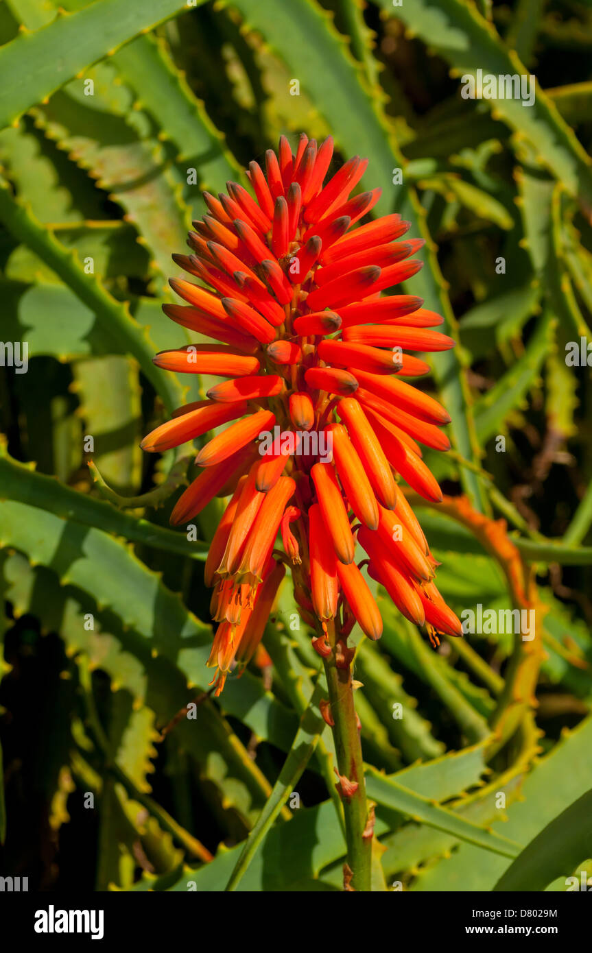 Aloe arborescens, Krantz Aloe Stock Photo - Alamy