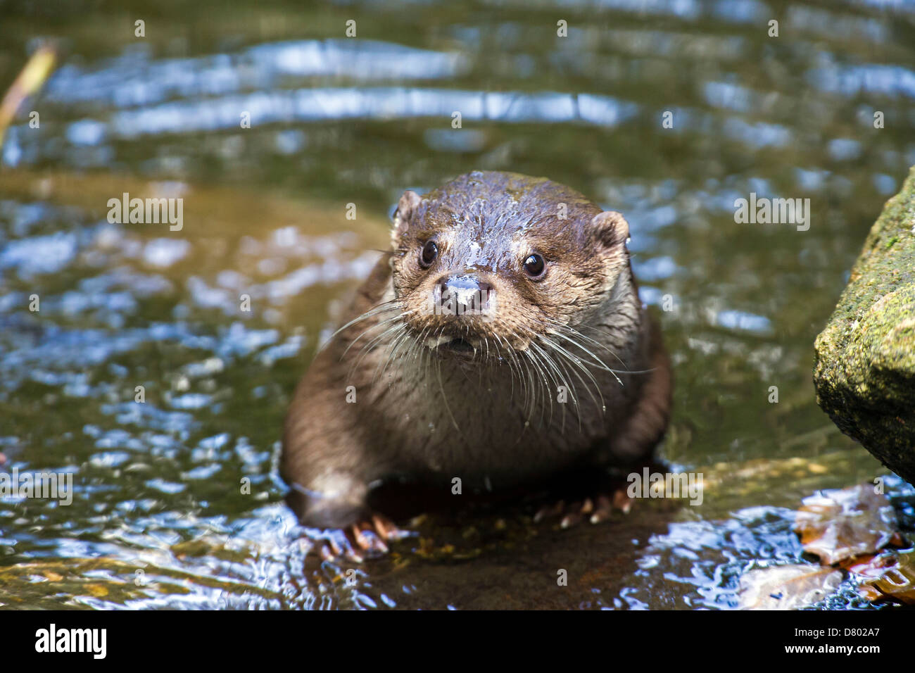 Otters bathing hi-res stock photography and images - Alamy