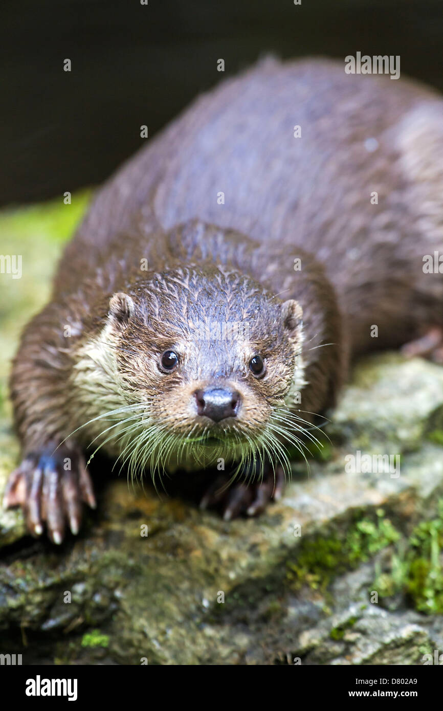 Eurasian river otter vertical hi-res stock photography and images - Alamy