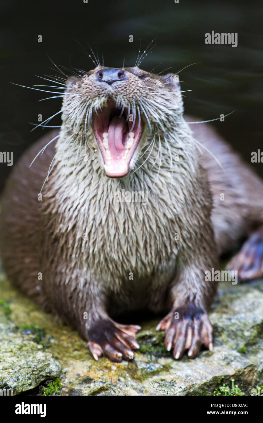 Eurasian river otter vertical hi-res stock photography and images - Alamy