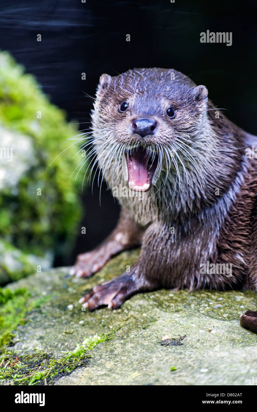 Eurasian river otter vertical hi-res stock photography and images - Alamy