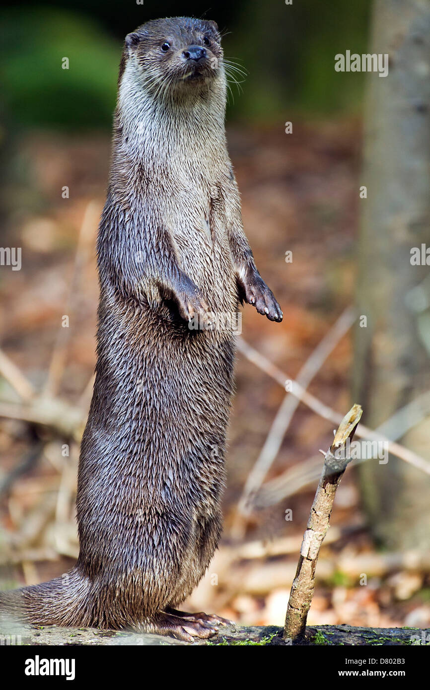 Otters standing up hi-res stock photography and images - Alamy