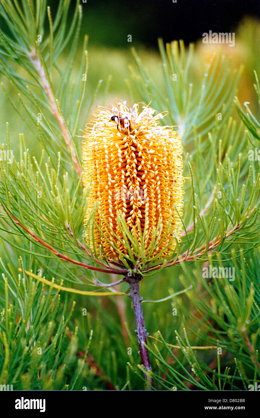 Banksia Spinulosa, Hairpin Banksia Stock Photo - Alamy