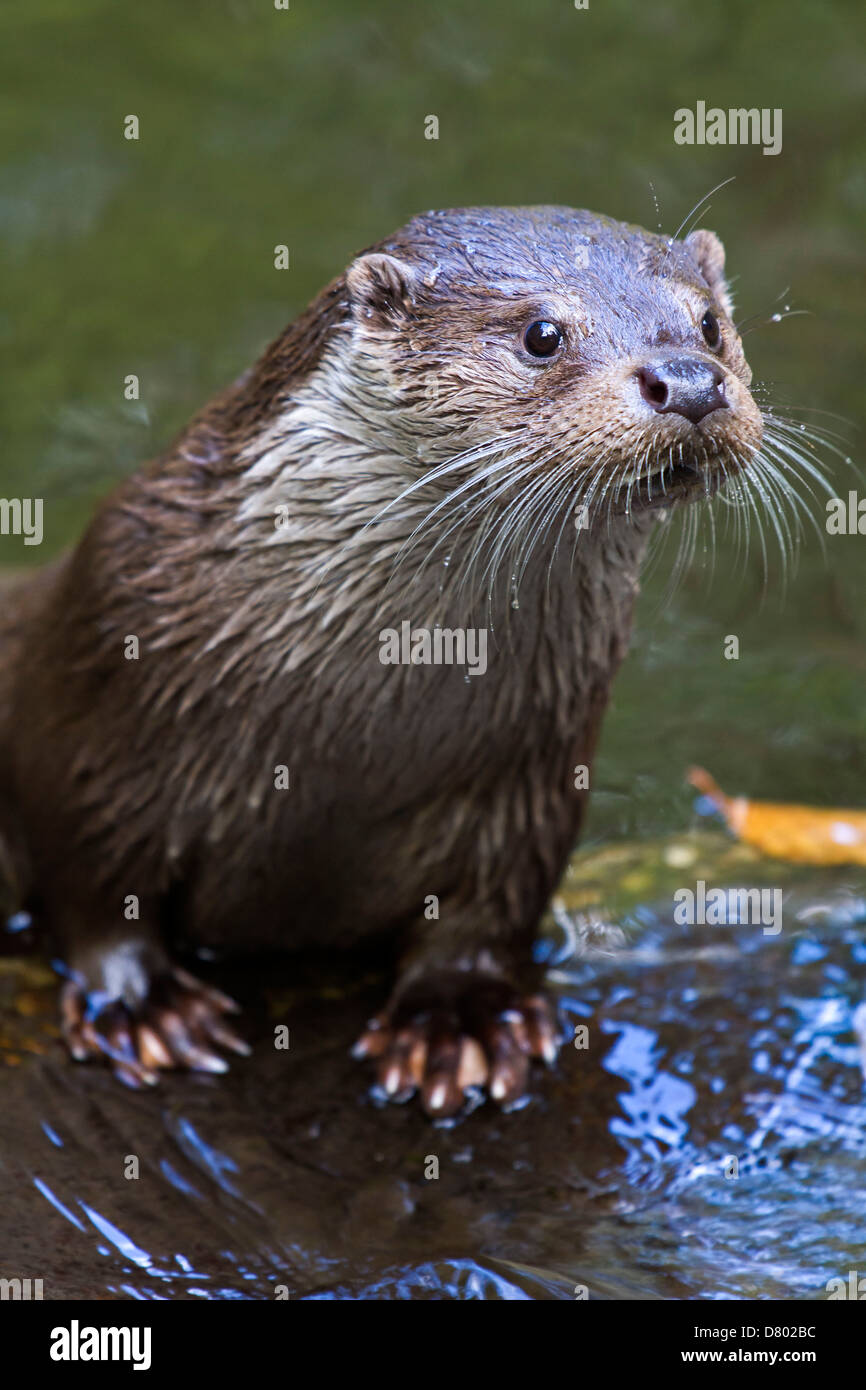 Eurasian river otter vertical hi-res stock photography and images - Alamy