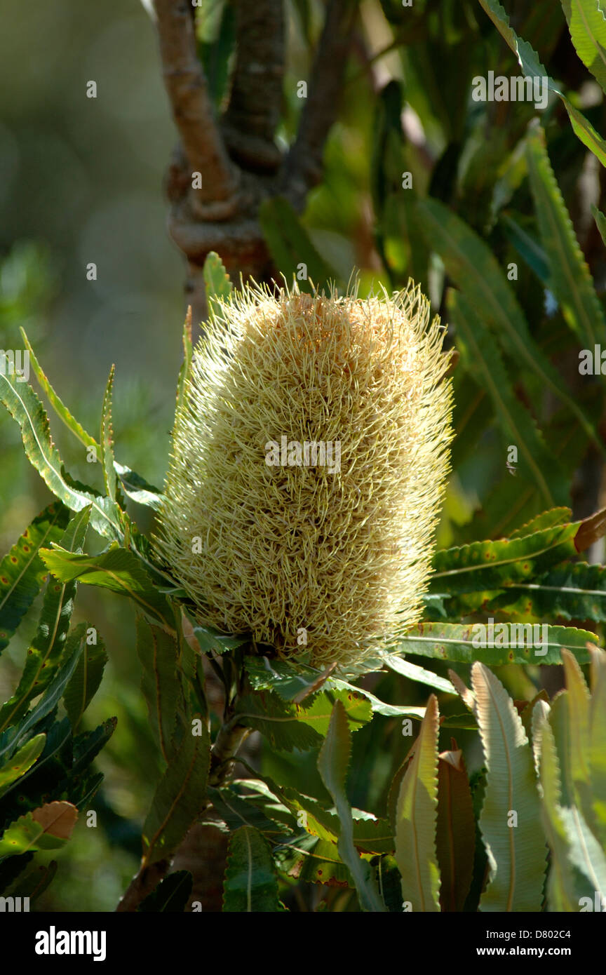 Old man banksia tree hi-res stock photography and images - Alamy